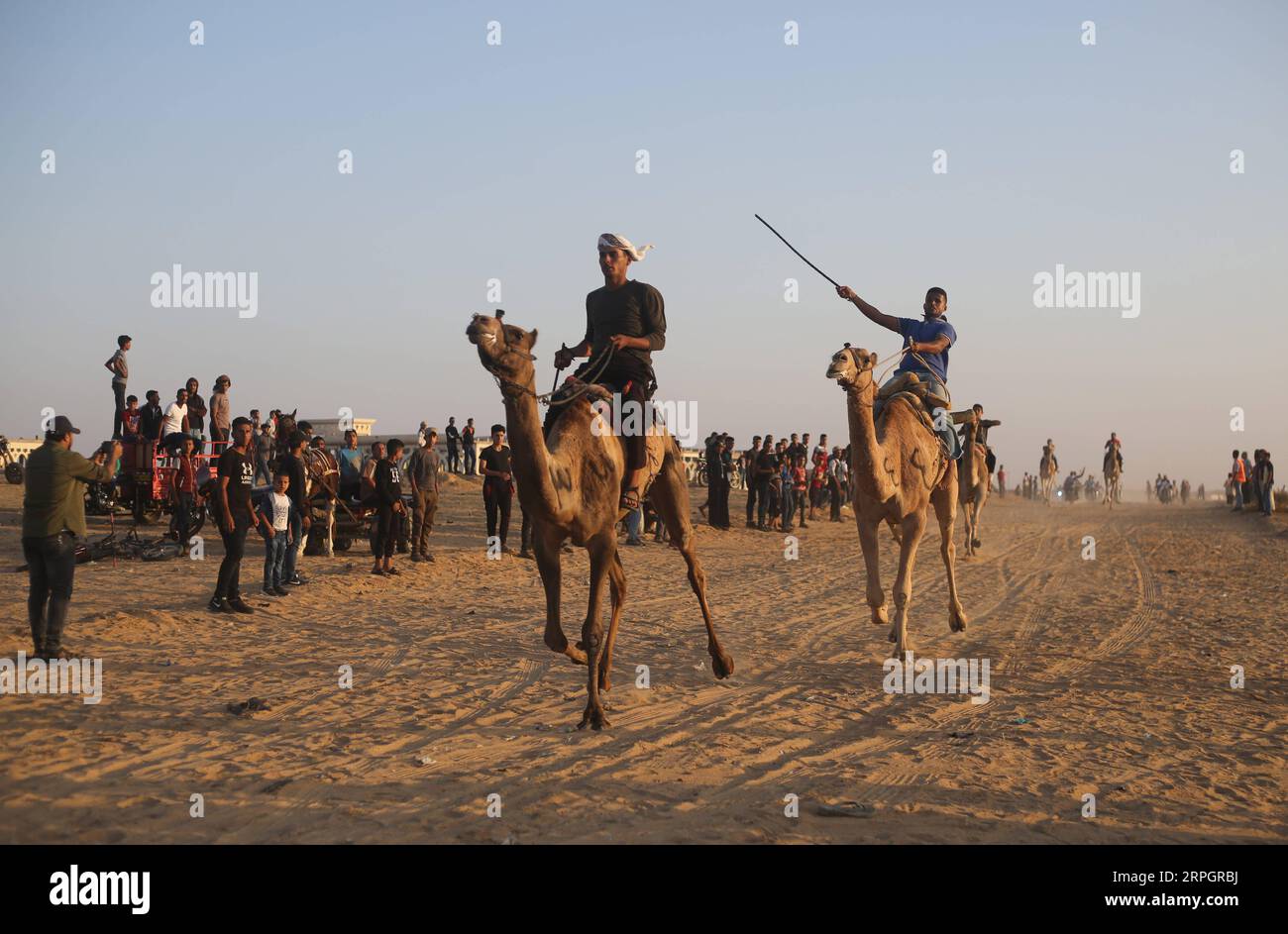 Mideast gaza camel race hi-res stock photography and images - Alamy