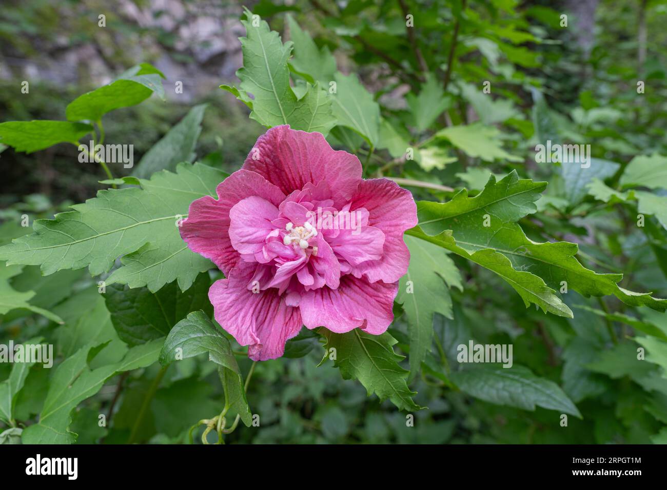 Closeup view of bright pink and red double flower of hibiscus syriacus ...