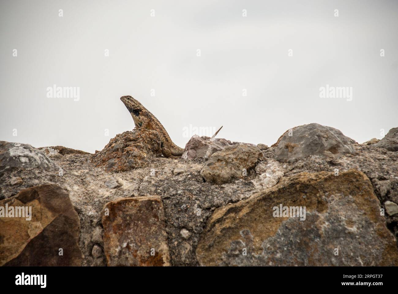 A lizard sunbathing on a rock Stock Photo - Alamy