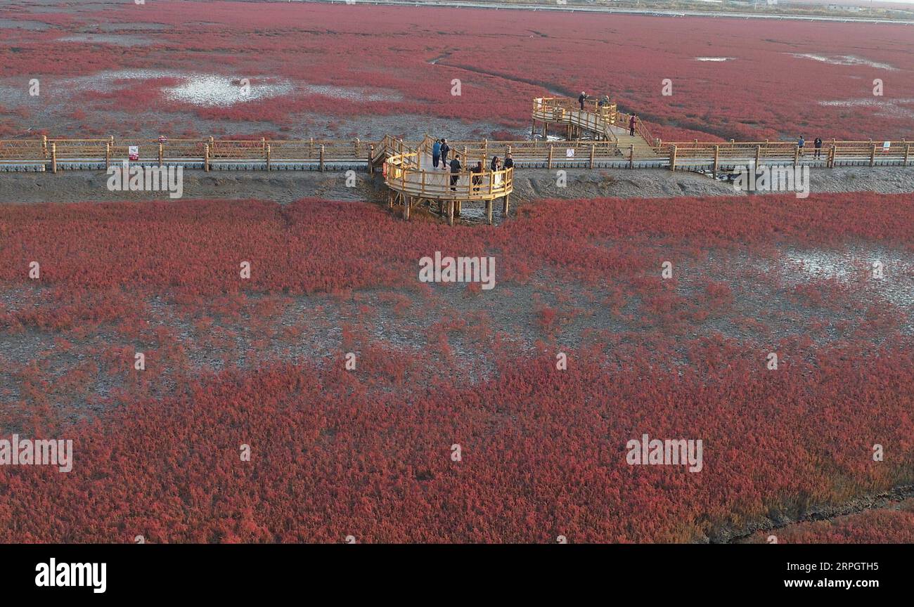 Red beach panjin hi-res stock photography and images - Alamy