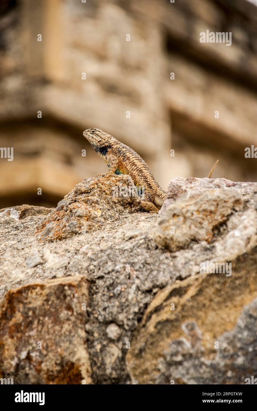 A lizard sunbathing on a rock Stock Photo - Alamy