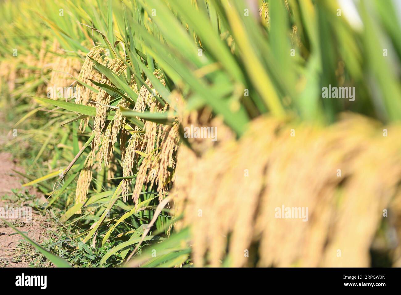 191022 -- CHANGSHA, Oct. 22, 2019 -- Photo taken on Oct. 21, 2019 shows ...