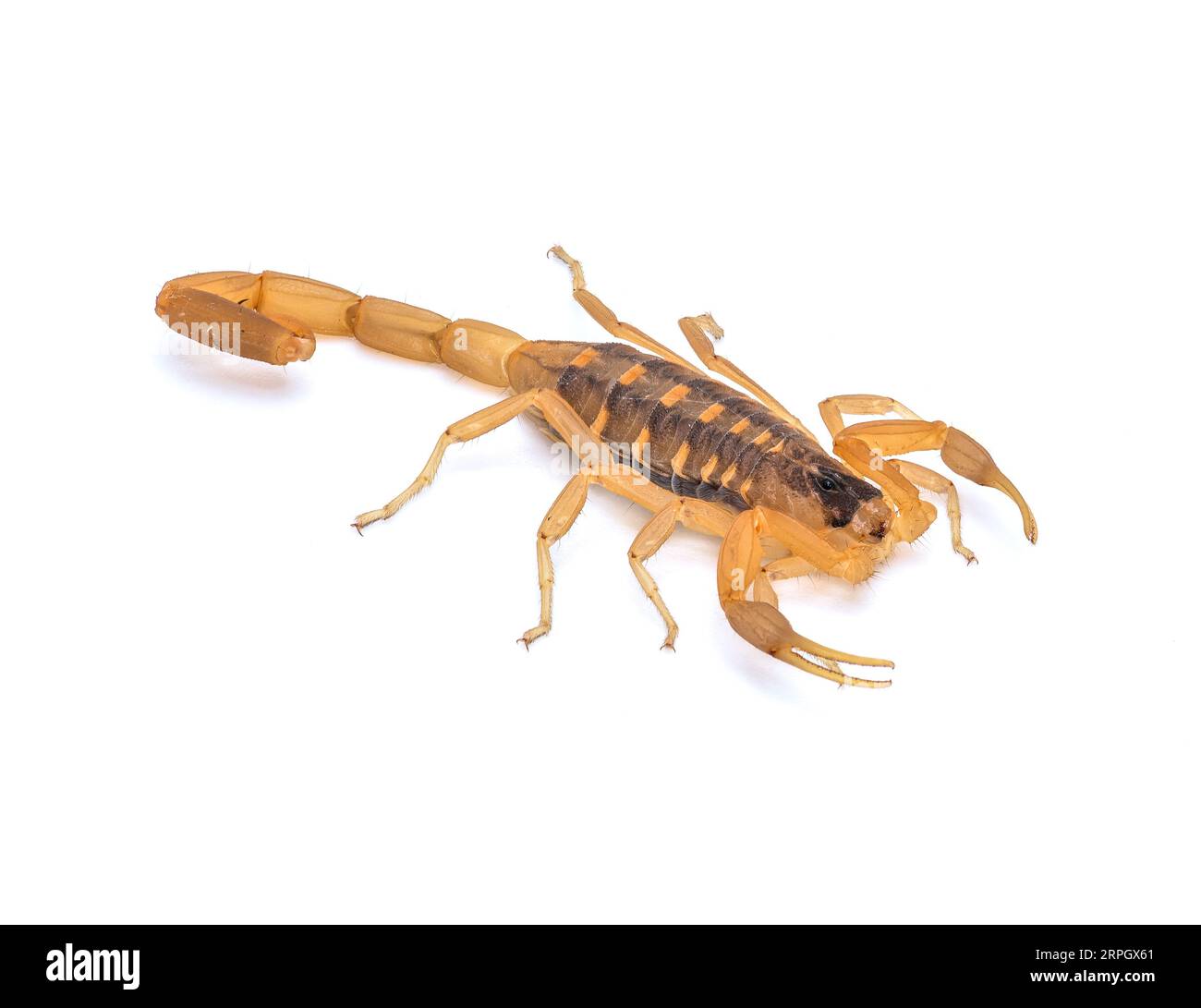 Striped Bark Scorpion photographed on a white background in a studio ...