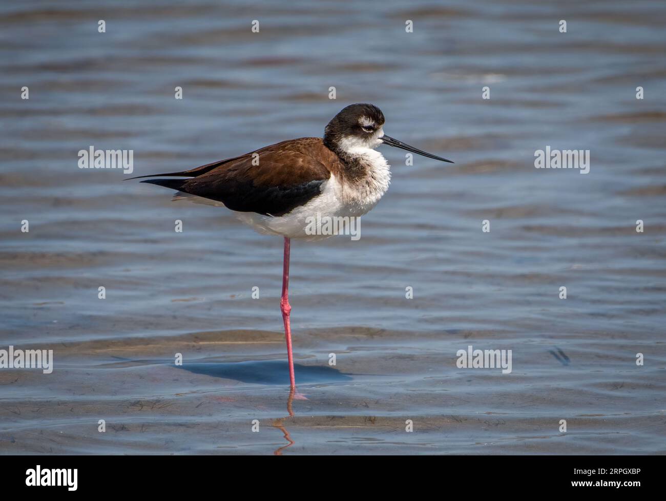 A beautiful and long-legged Black-necked Stilt (Himantopus mexicanus ...