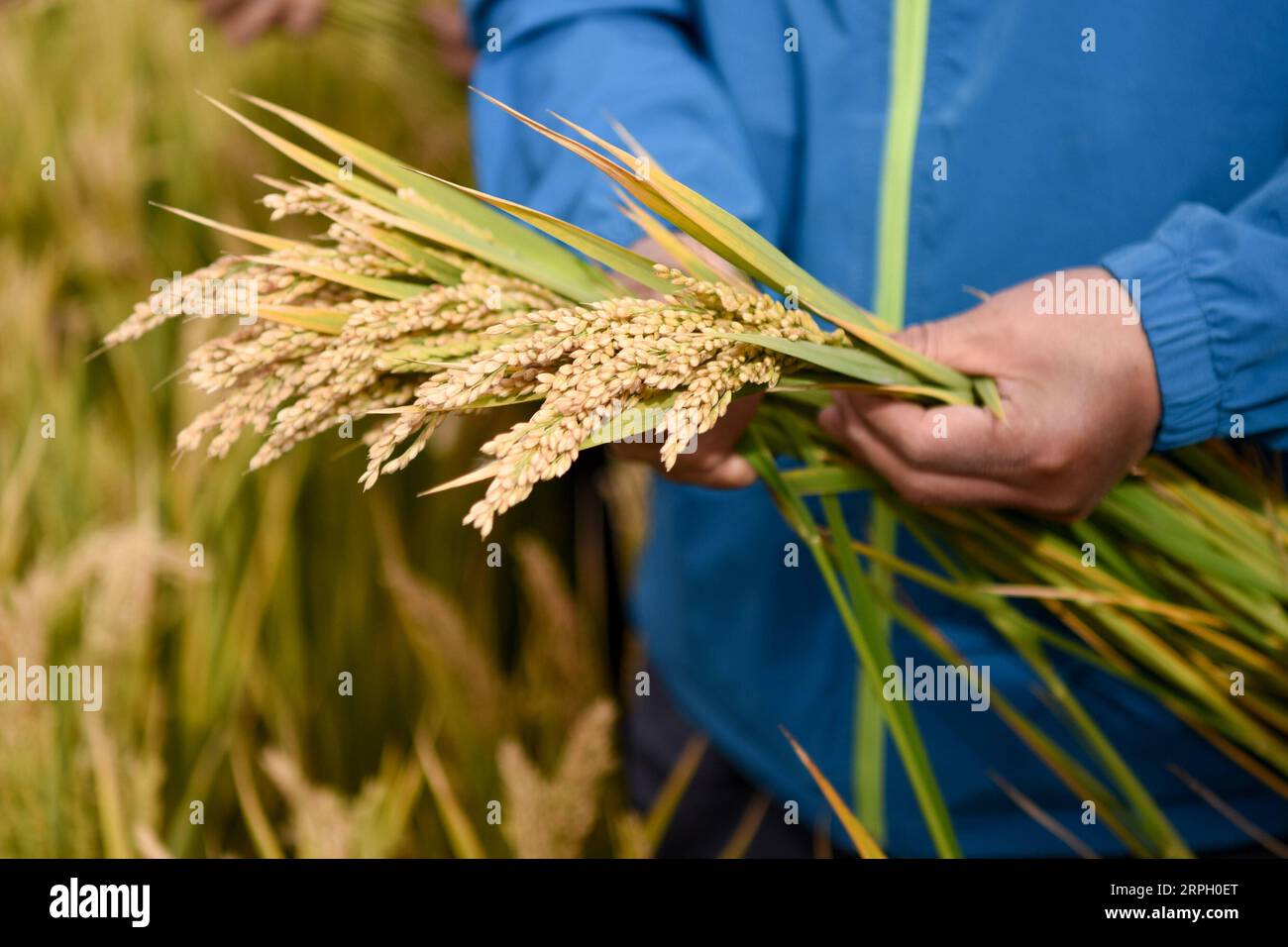 191025 -- YOPURGA, Oct. 25, 2019 -- An expert examines rice crop in ...