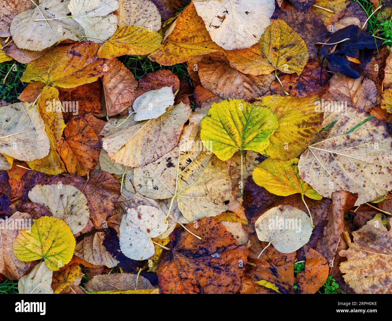 Colorful fall yellow leaves as background Stock Photo - Alamy