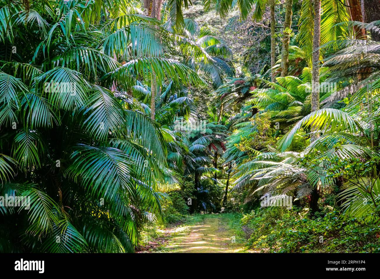 A vast collection of palm trees at the palm valley at the Jose do Canto ...
