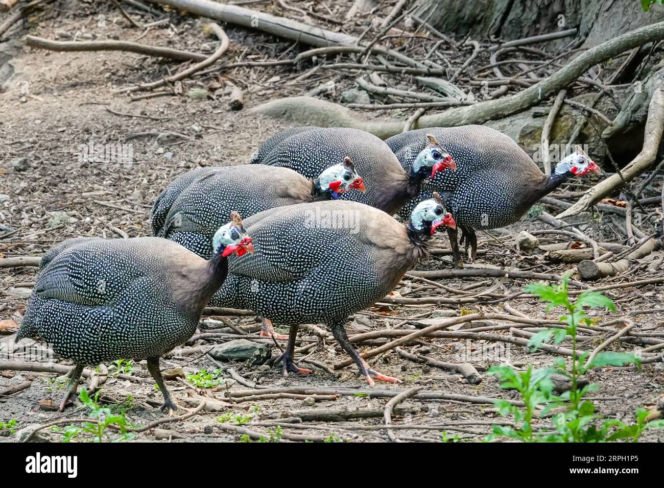 Helmeted Guinea hens wander through the gardens at the Jose do Canto ...