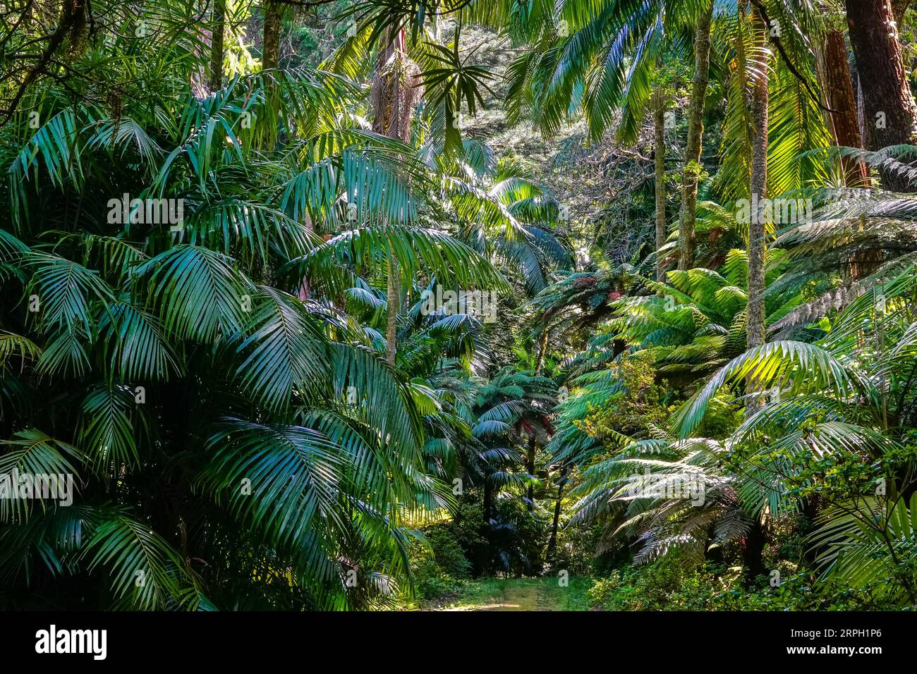 A vast collection of palm trees at the palm valley at the Jose do Canto ...