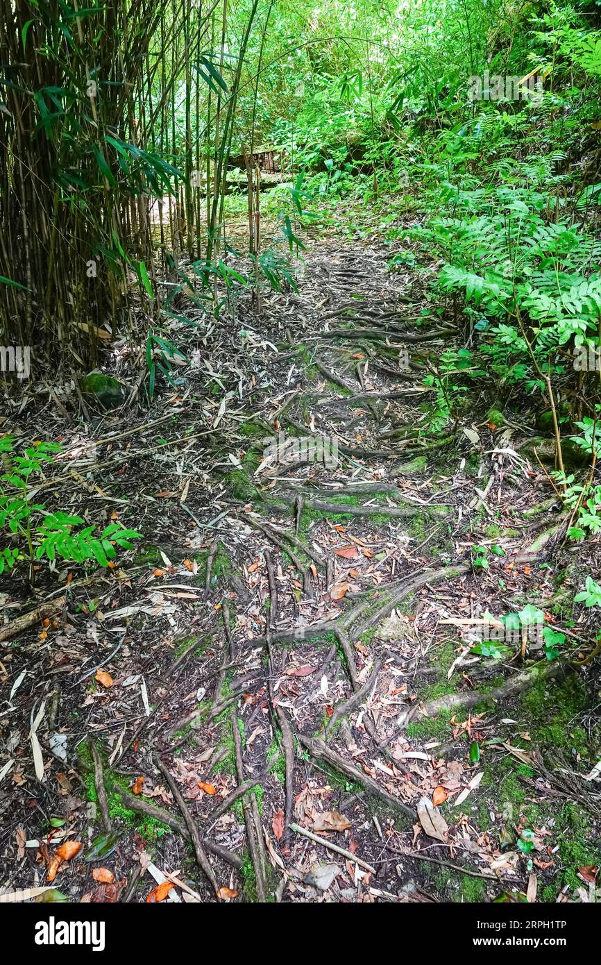 tree roots cover the forest floor at the Jose do Canto Botanical Forest ...
