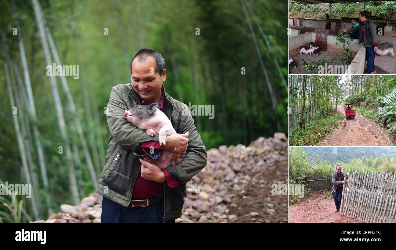 Efforts pig hi-res stock photography and images - Alamy