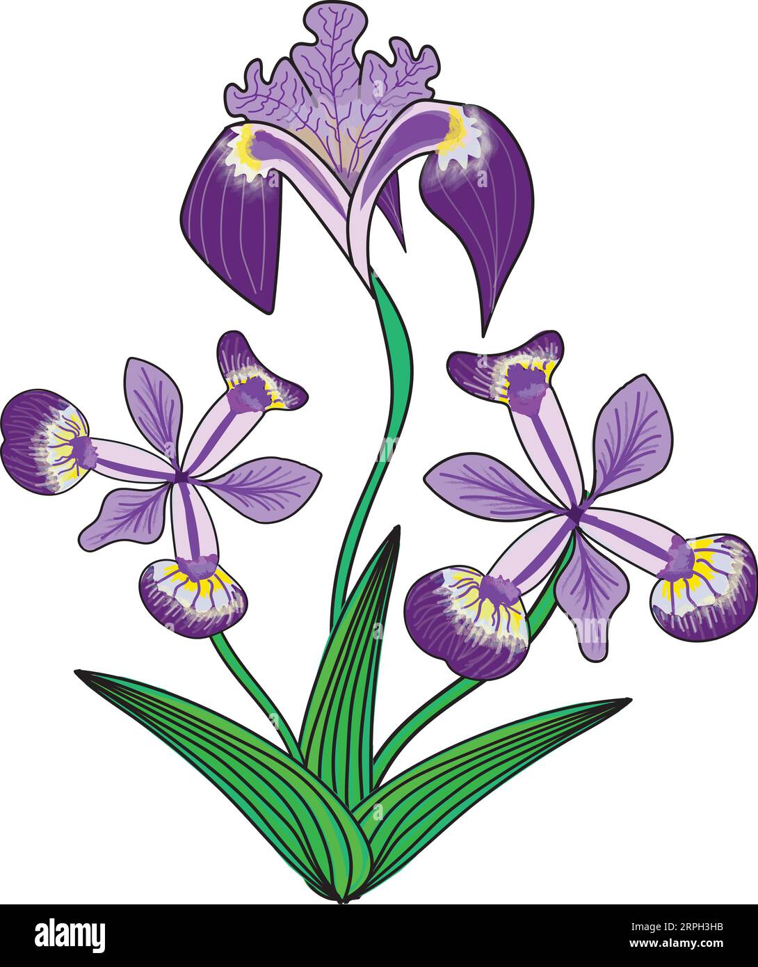 Vector illustration of a blueflag iris flower (Iris versicolor Stock ...