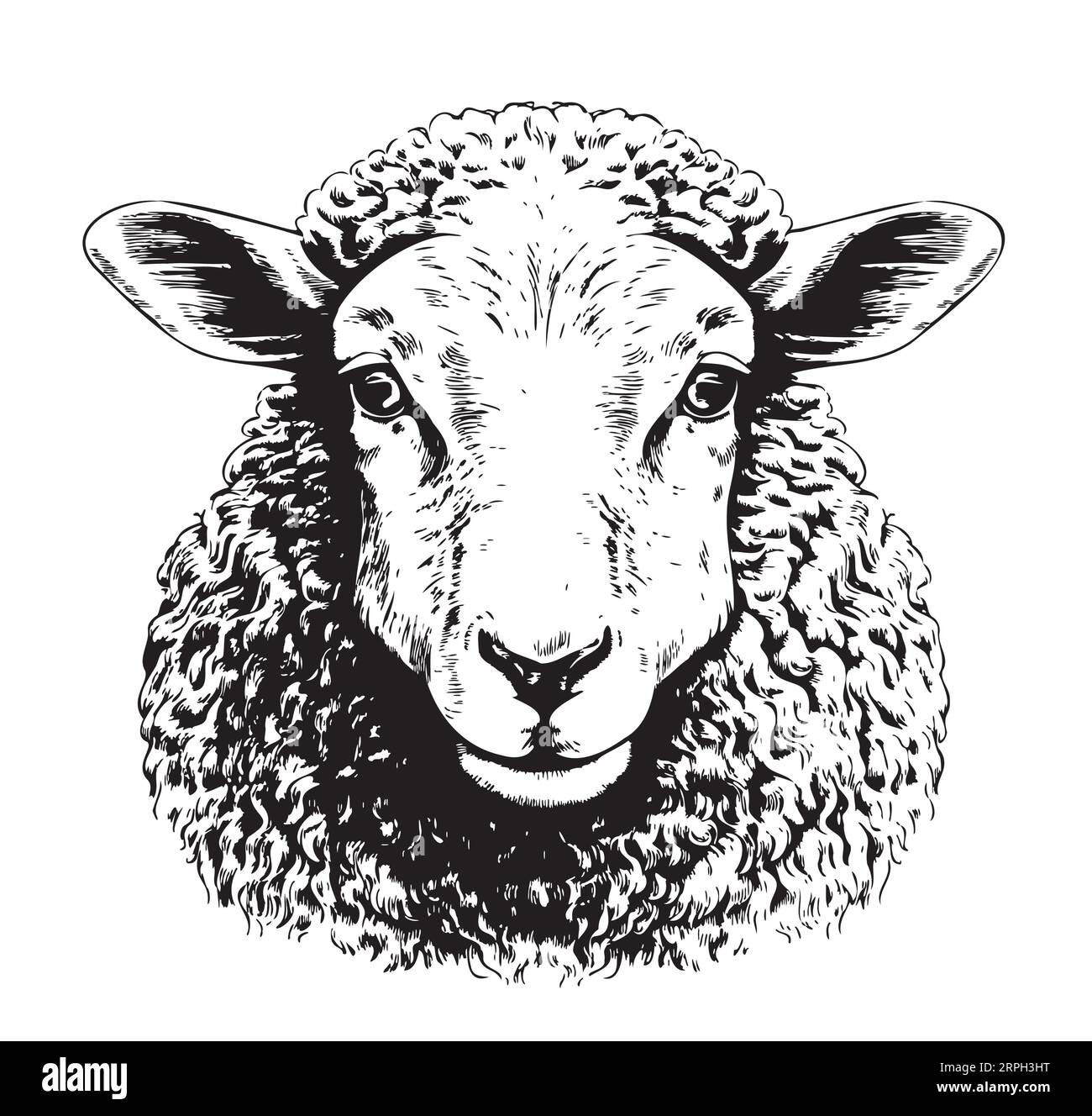 Farm cute sheep face hand drawn sketch illustration Stock Vector Image ...