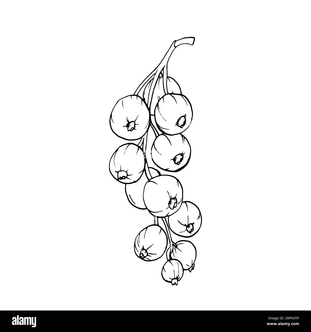 Red currant berries isolated on white background. Hand drawn vector ...