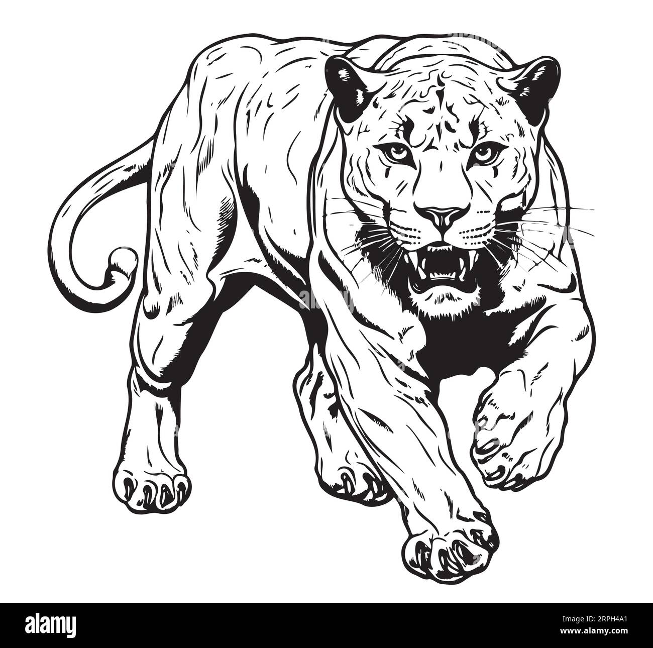 Panther hand drawn sketch Vector Wild animals Stock Vector Image & Art ...