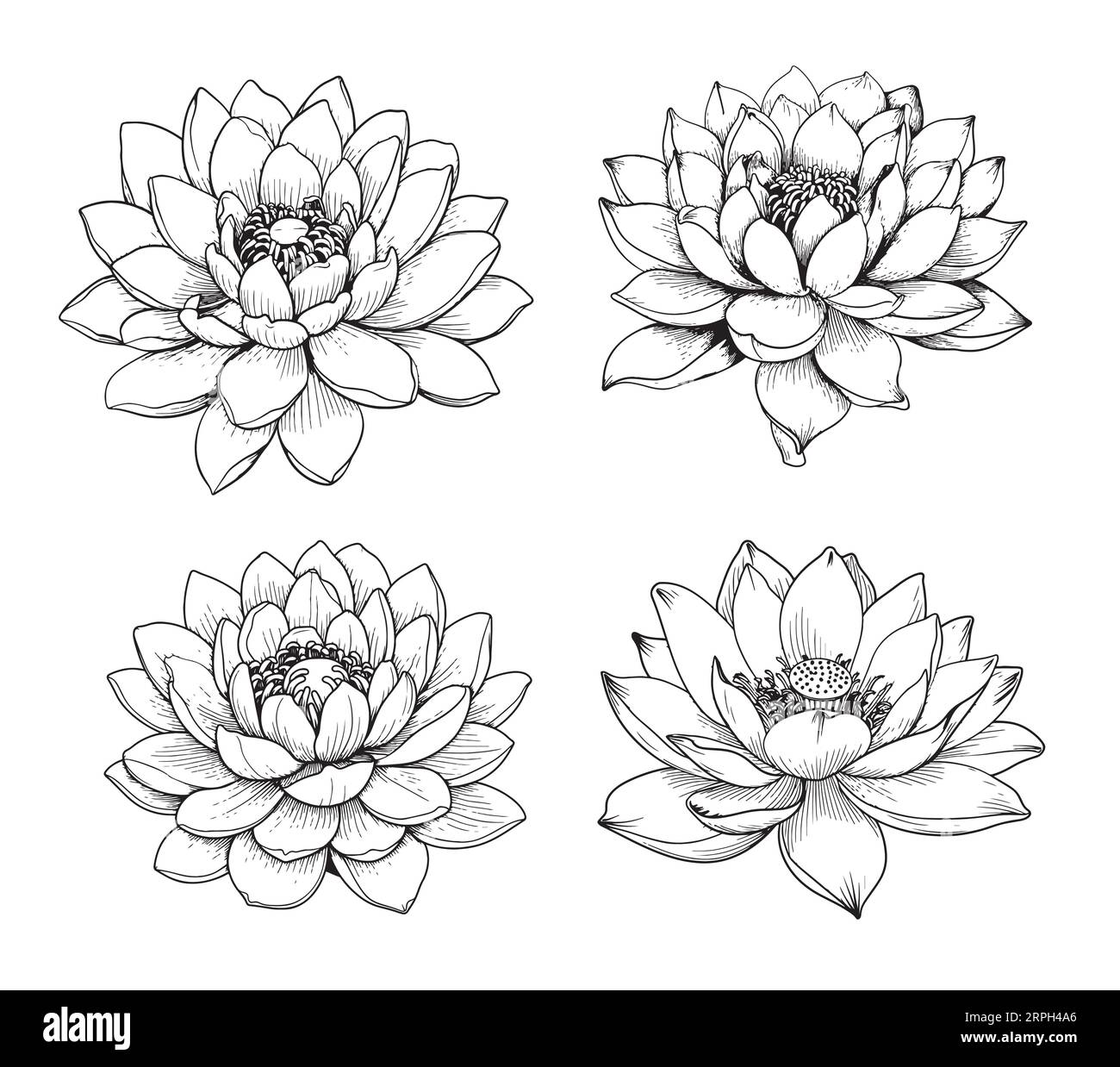 White lotus flowers set hi-res stock photography and images - Alamy