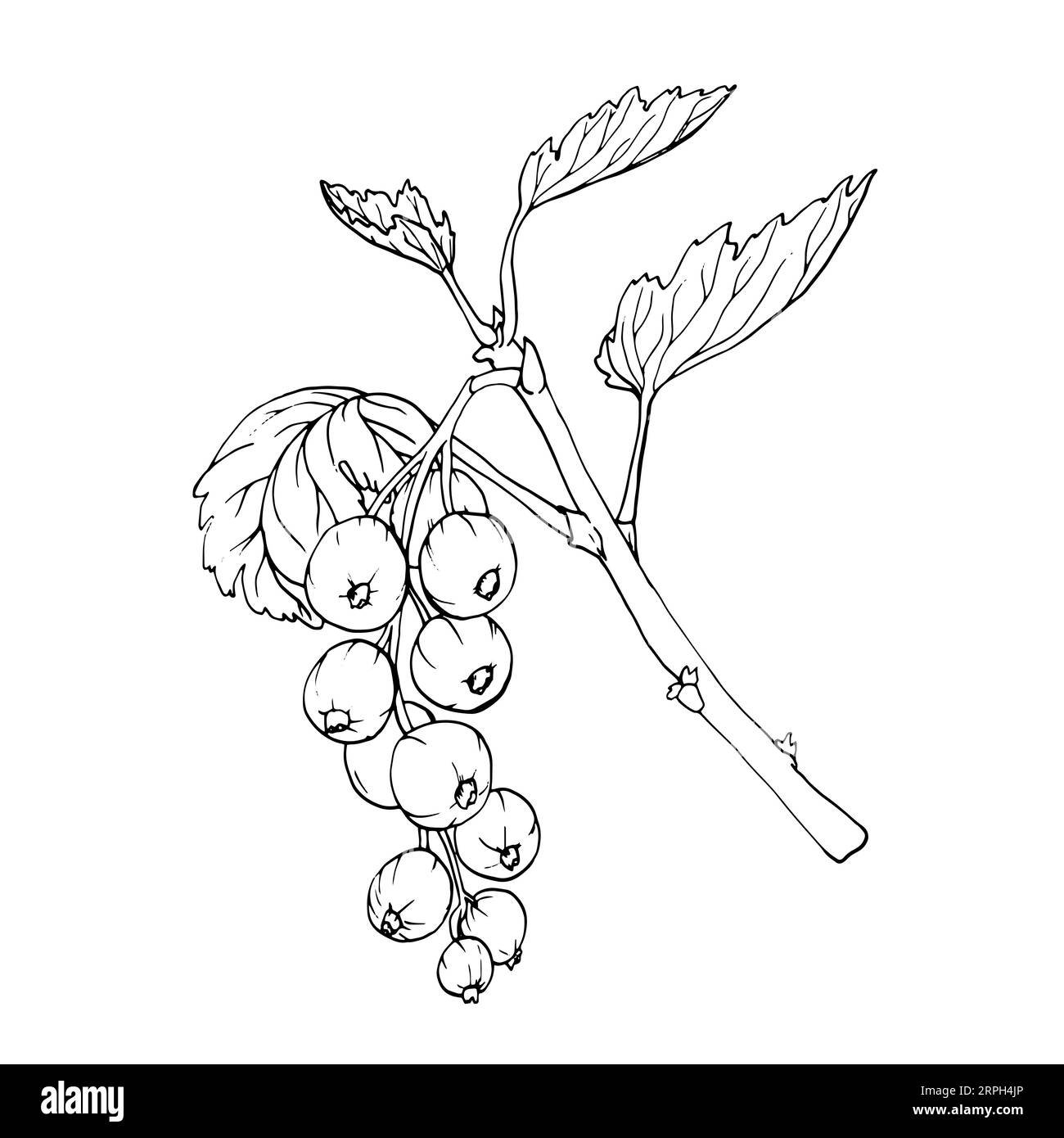 Red currant berries isolated on white background. Hand drawn vector ...