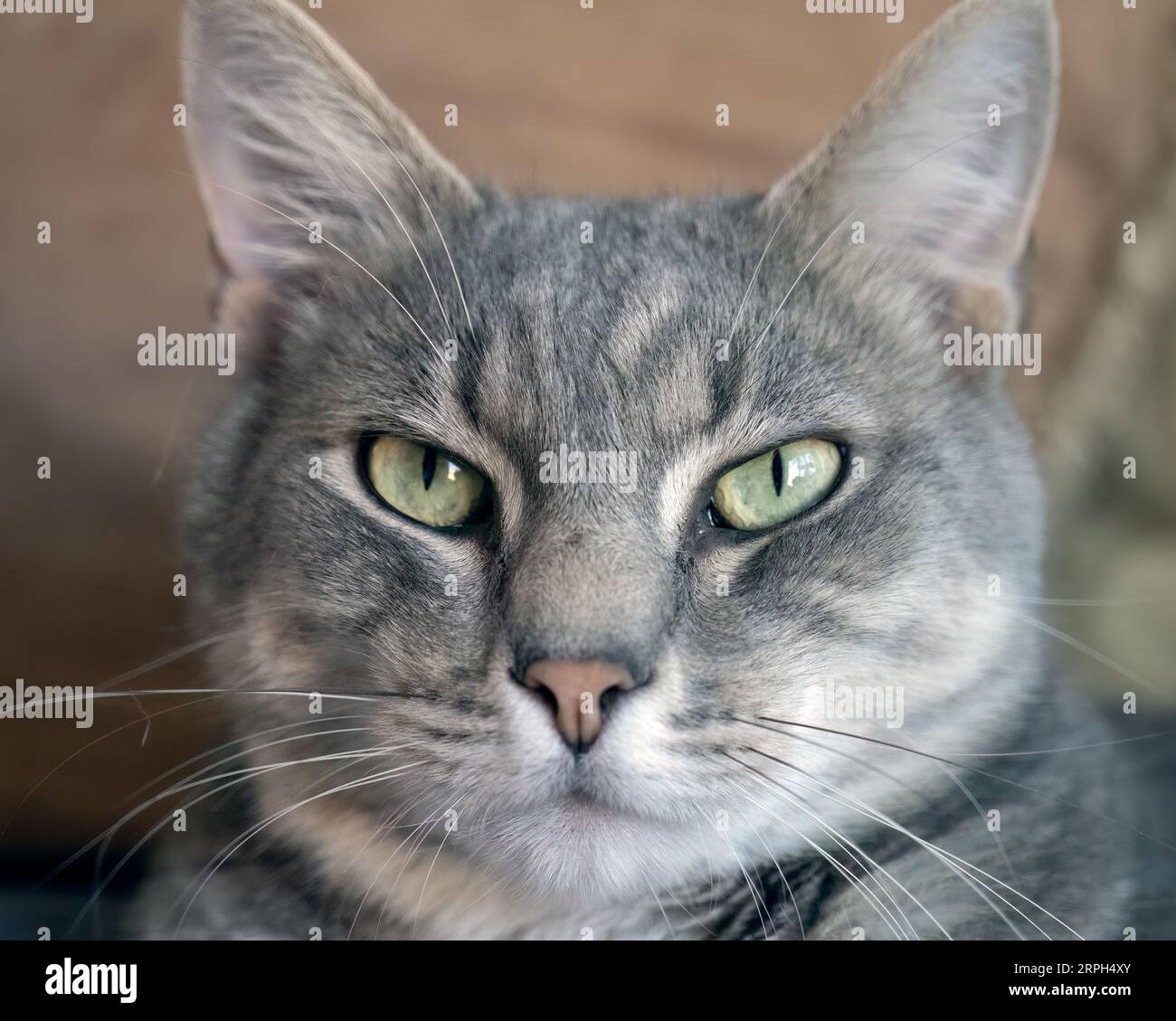 Close of face view of grey Tabby cat comfortably resting while keeping ...