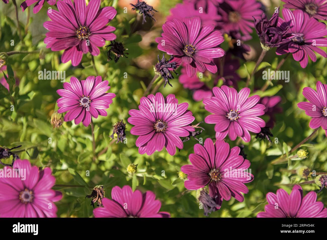 daisy flower nature background. daisy flower background pink color ...