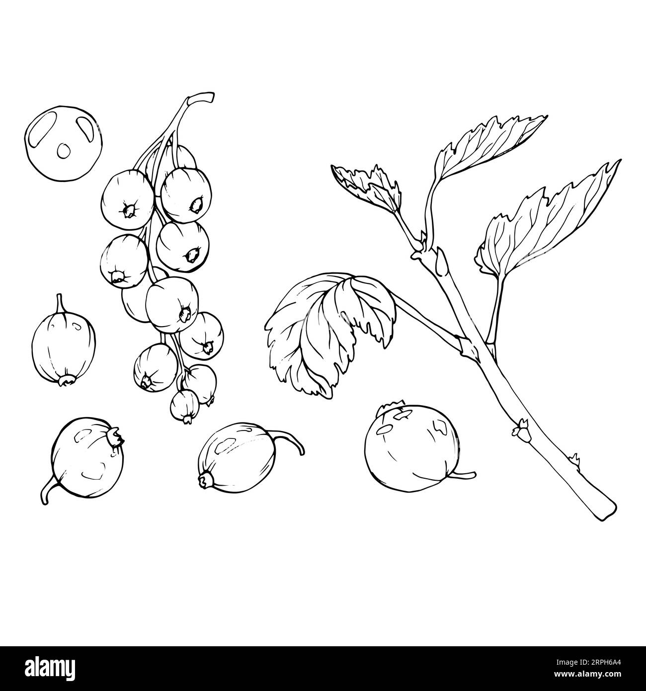 Red currant berries isolated on white background. Hand drawn vector ...