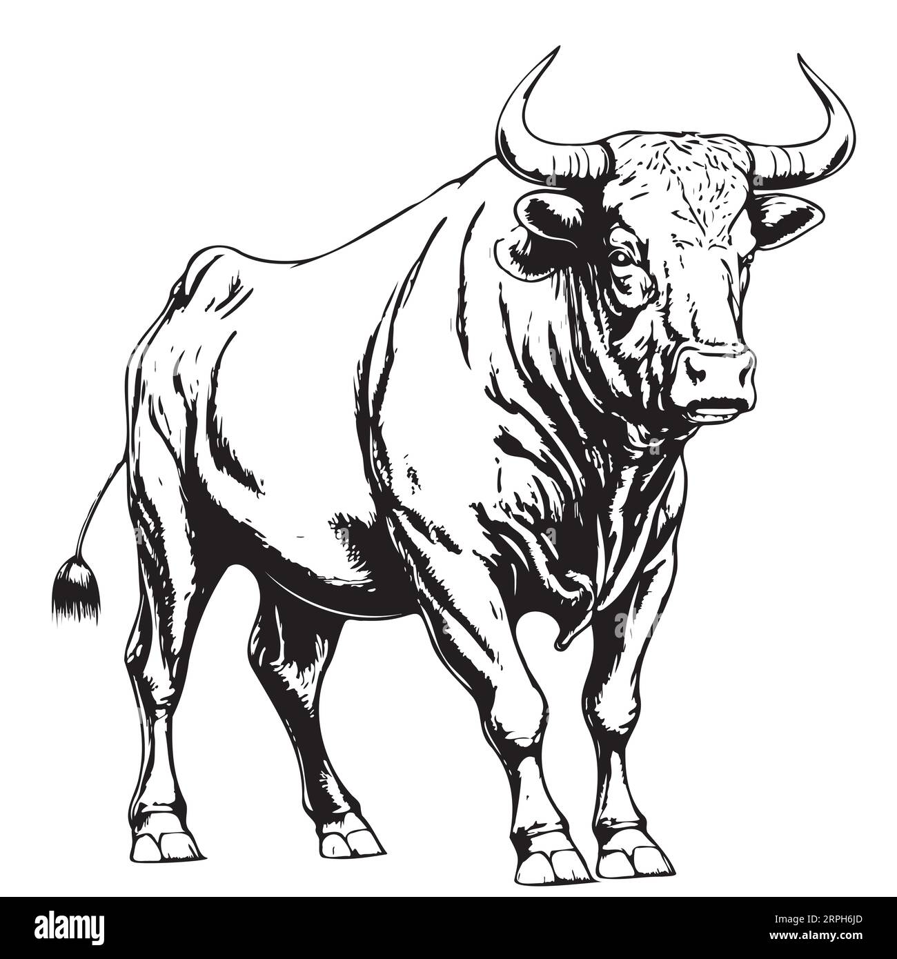bull standing sketch hand drawn Vector illustration Farm animal Stock ...