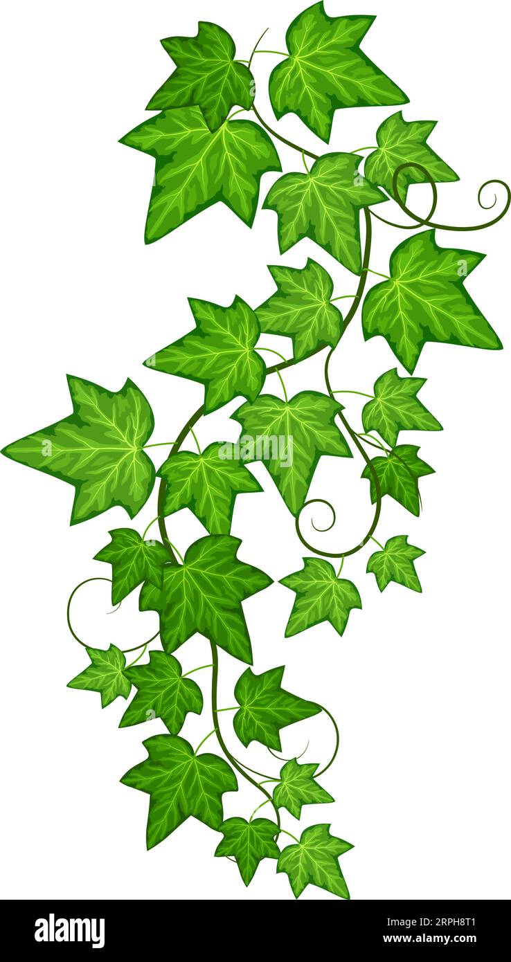 Climbing vine with green leaves. Creeper natural branch Stock Vector ...