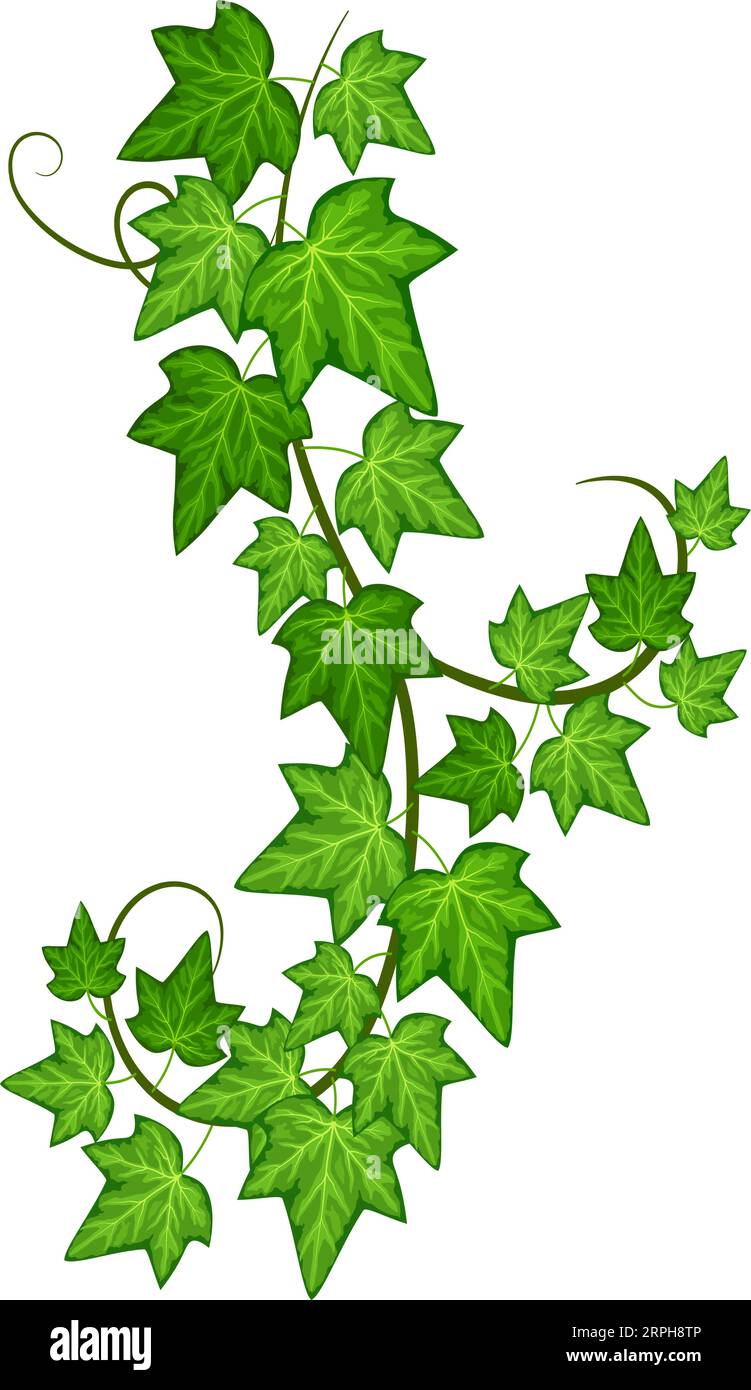 Climbing greenery Stock Vector Images - Alamy