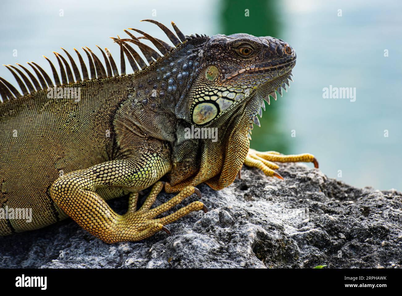 Close-up of the head of an iguana. Iguana dragon. Iguana lizard on a ...