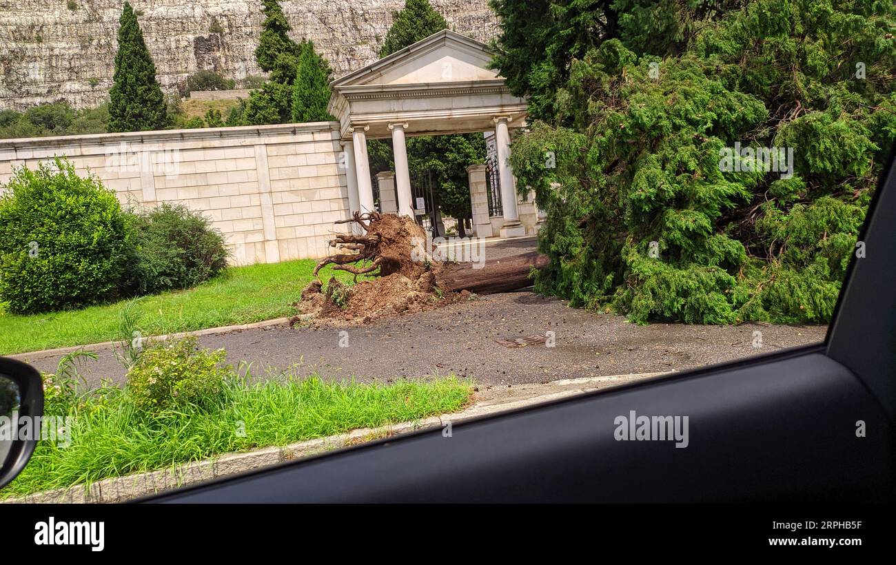 Tree after a strong storm. Tree trunk uprooted after heavy rain Stock ...