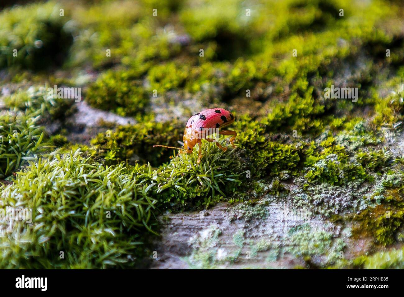191104 -- QUEZON CITY, Nov. 4, 2019 -- A spotted asparagus beetle is ...