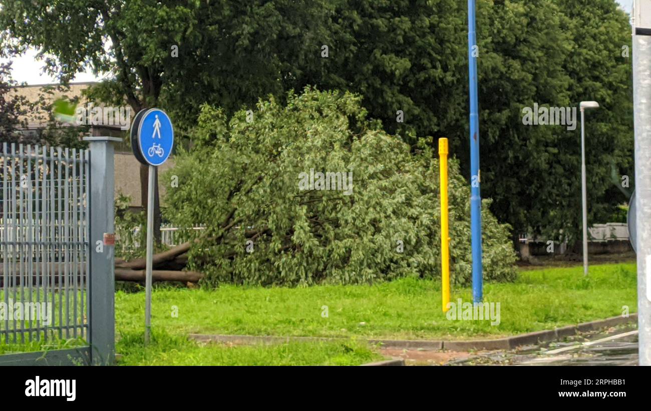 Tree after a strong storm. Tree trunk uprooted after heavy rain Stock ...
