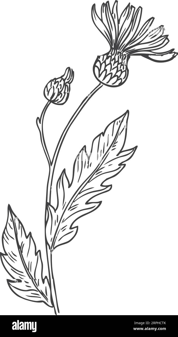 Cornflower sketch. Hand drawn herb. Natural botany Stock Vector Image ...
