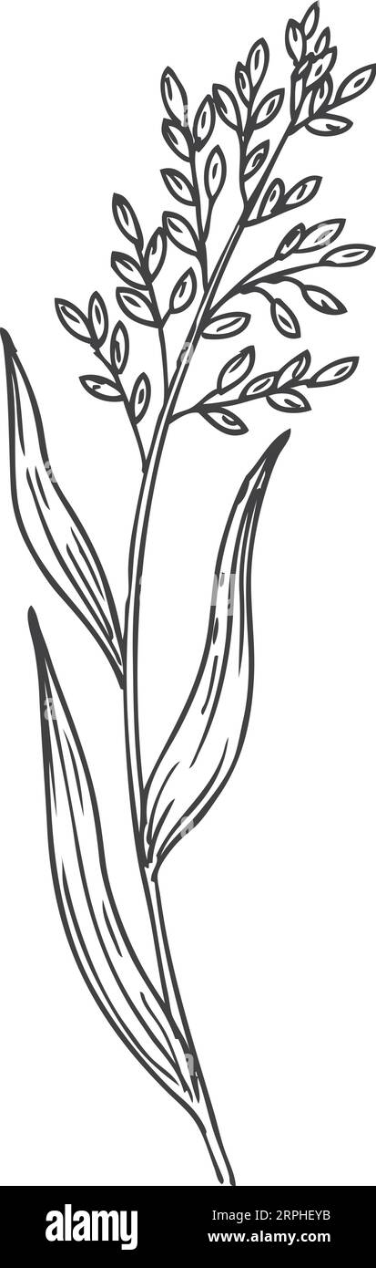 Wildflower branch drawing. Herb sketch. Natural botany Stock Vector ...