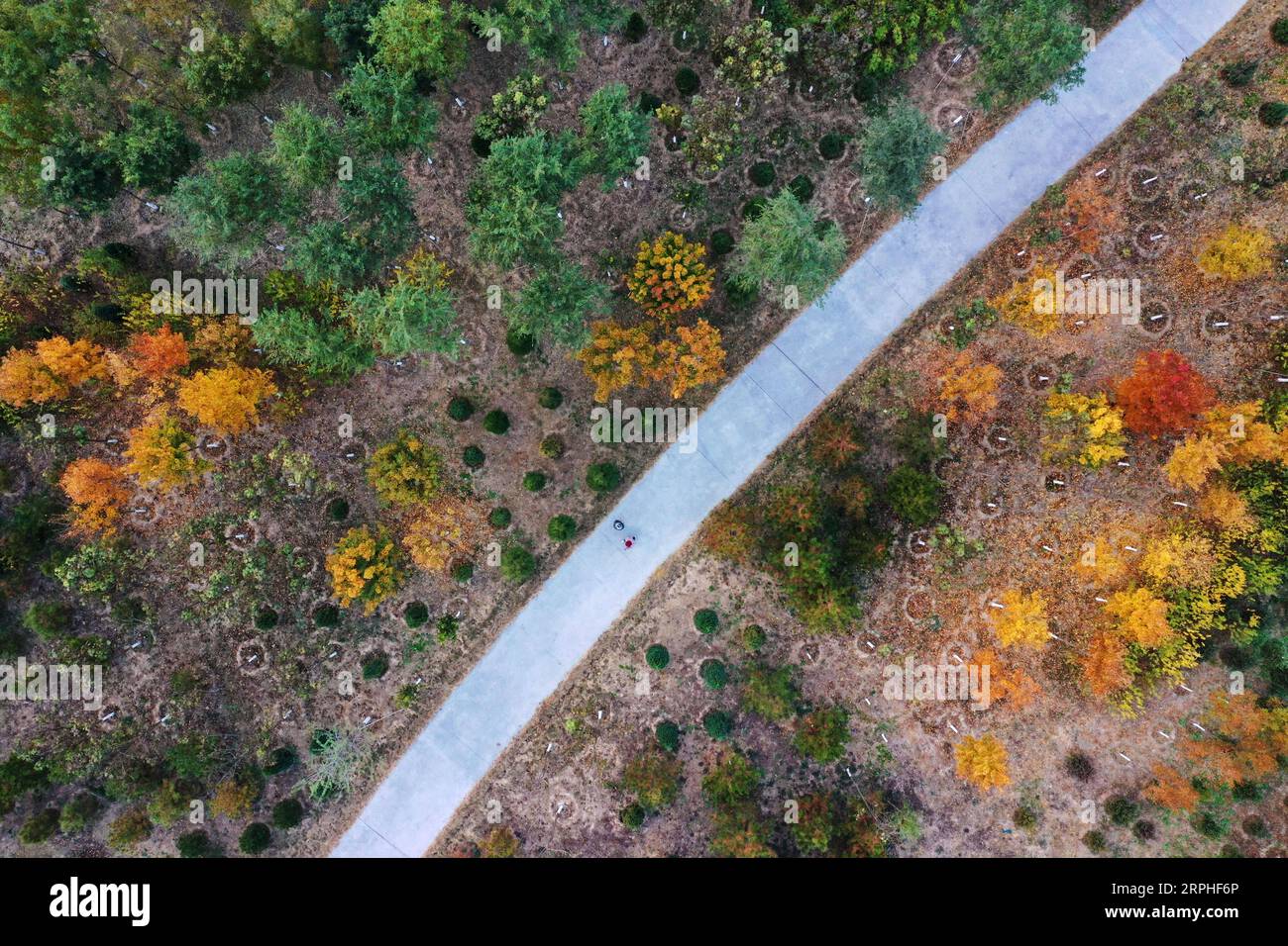 Xiongan new area forest hi-res stock photography and images - Alamy