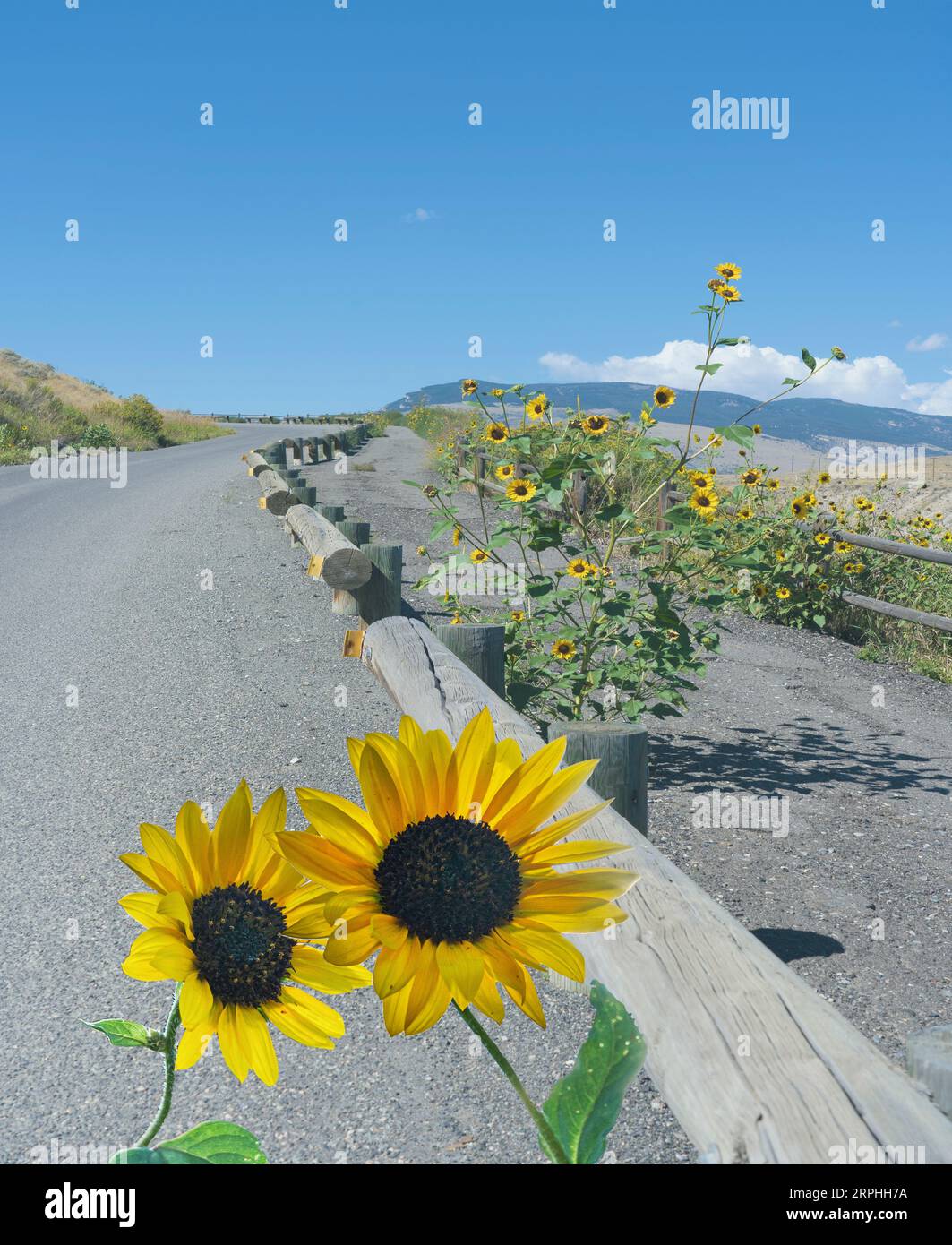 Two sunflowers on side hi-res stock photography and images - Alamy