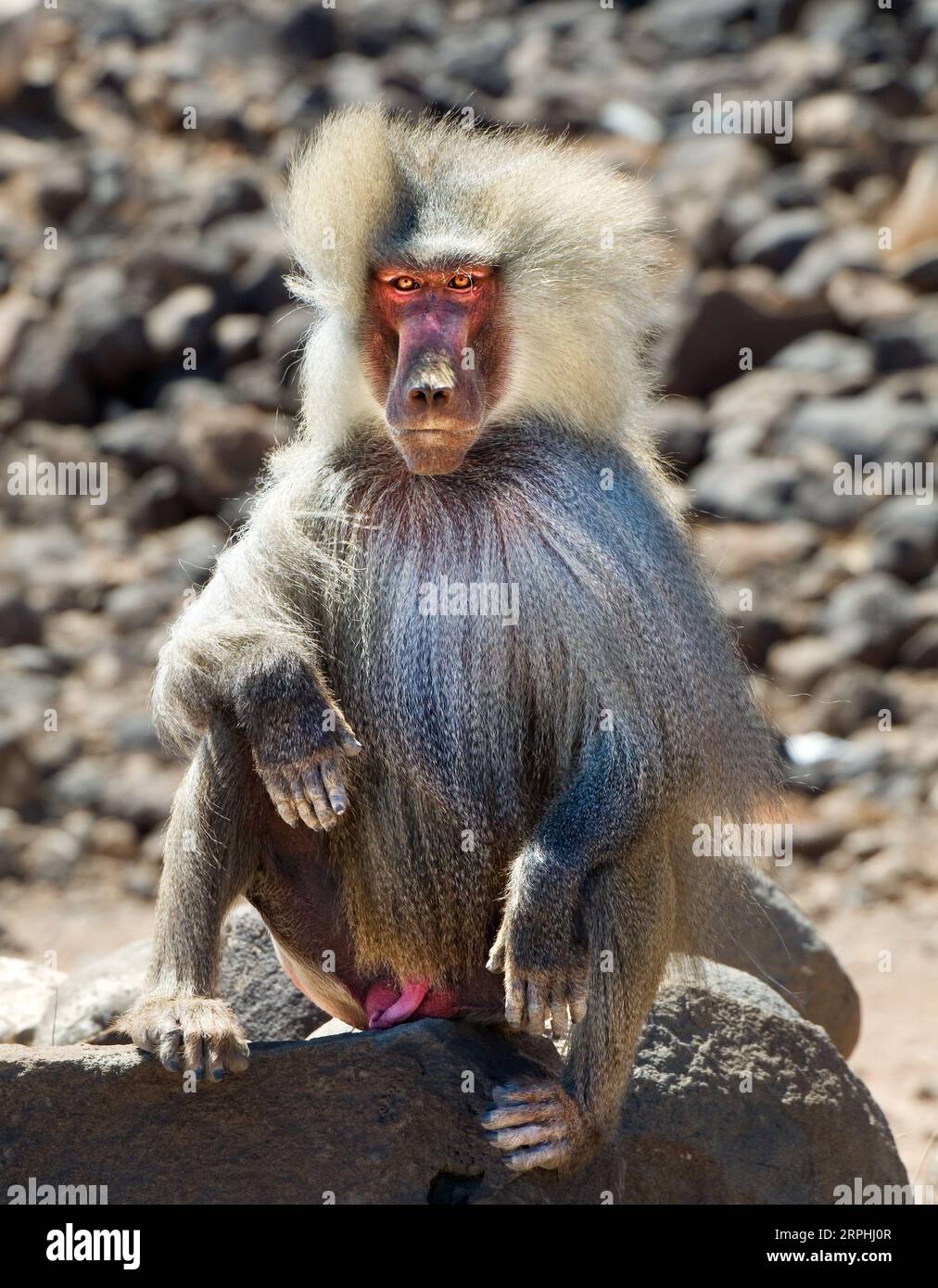The hamadryas baboon is a species of baboon within the Old World monkey ...