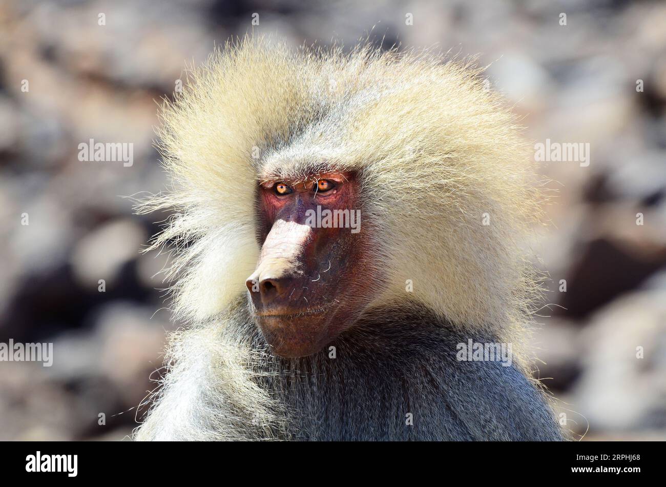 The hamadryas baboon is a species of baboon within the Old World monkey ...