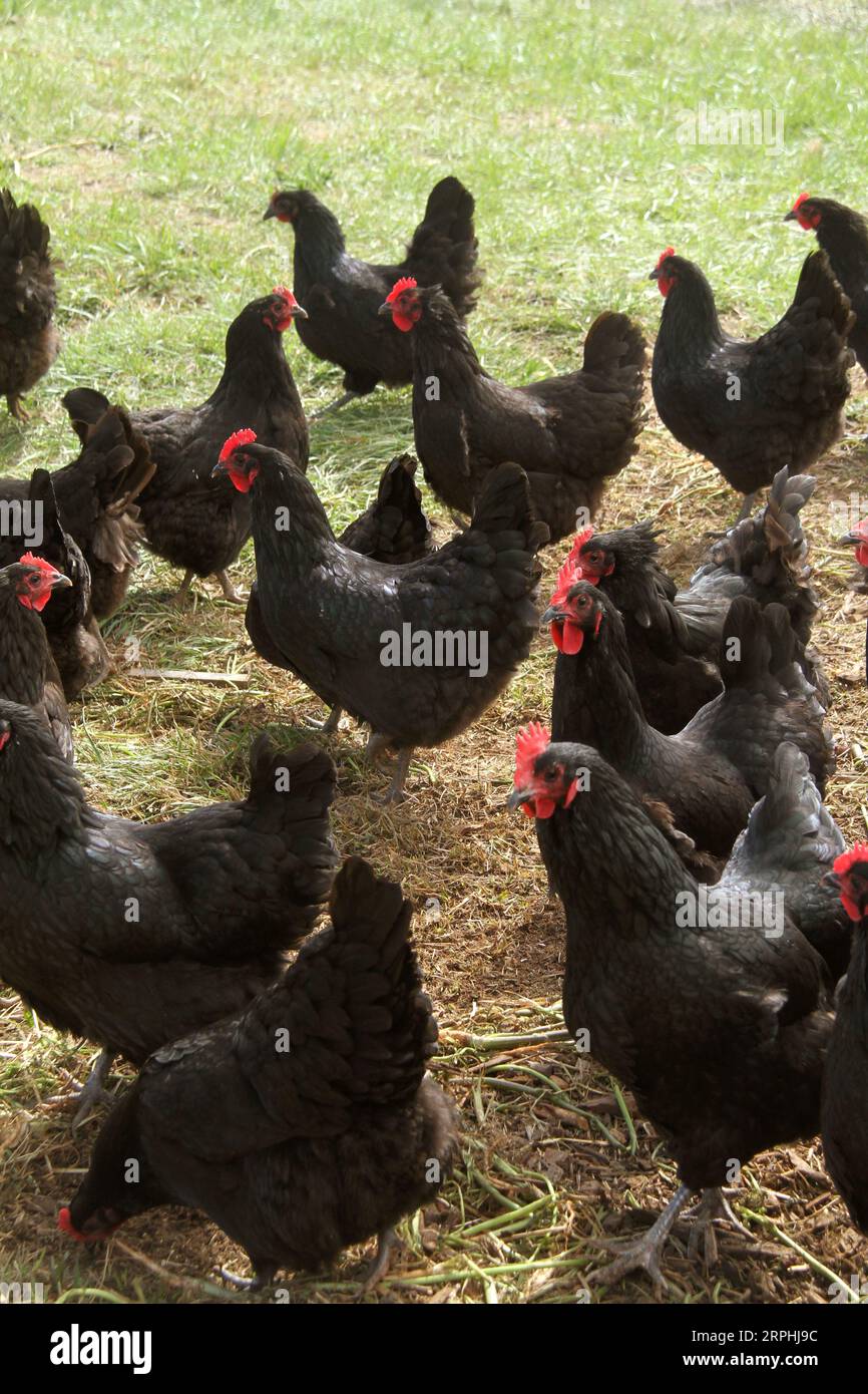 Australorp chickens hi-res stock photography and images - Alamy