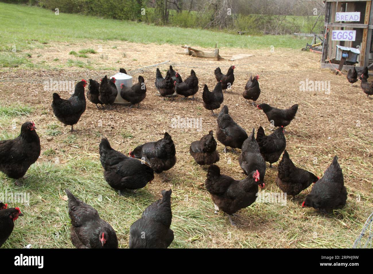 Chickens in a barnyard hi-res stock photography and images - Alamy