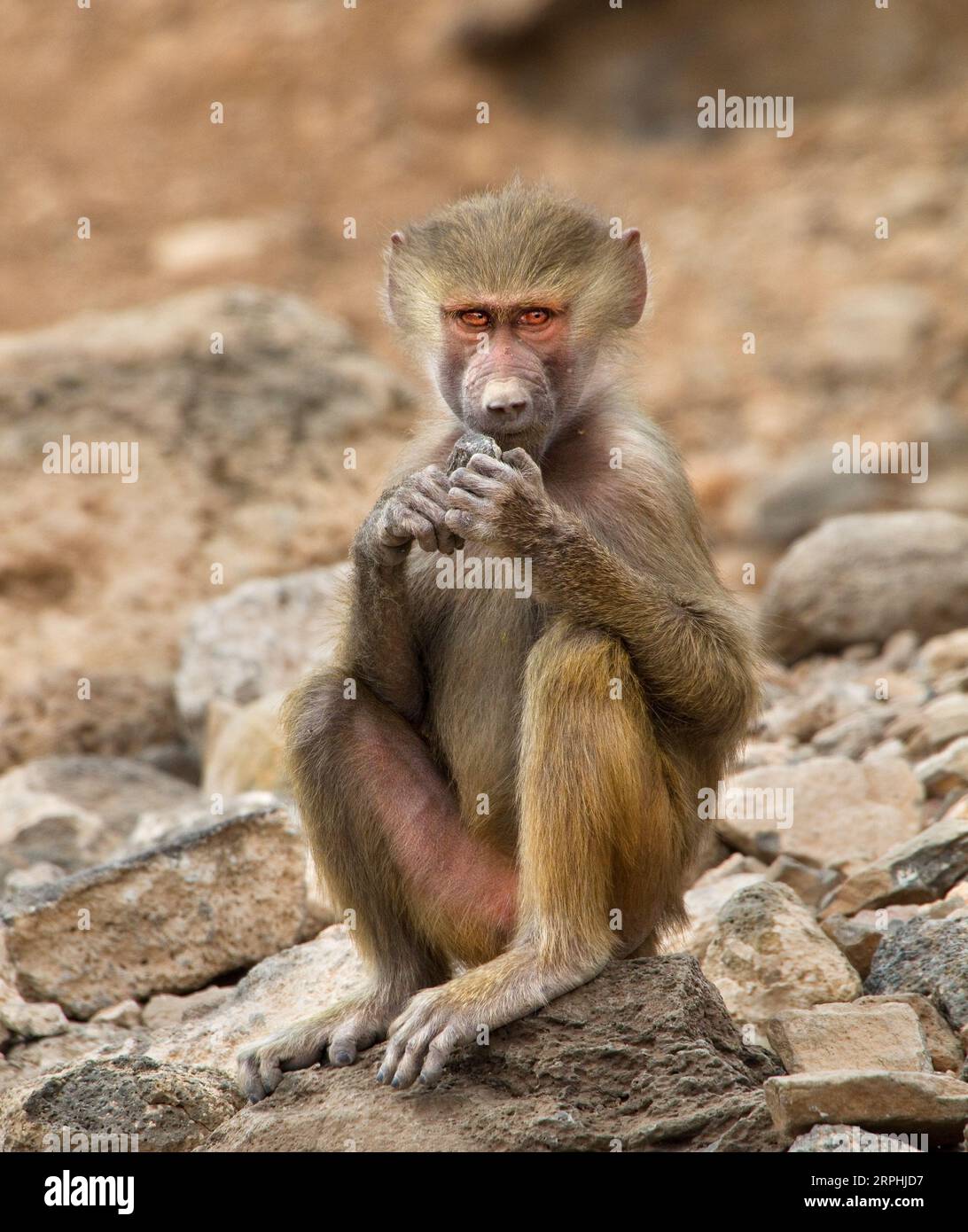 The hamadryas baboon is a species of baboon within the Old World monkey ...
