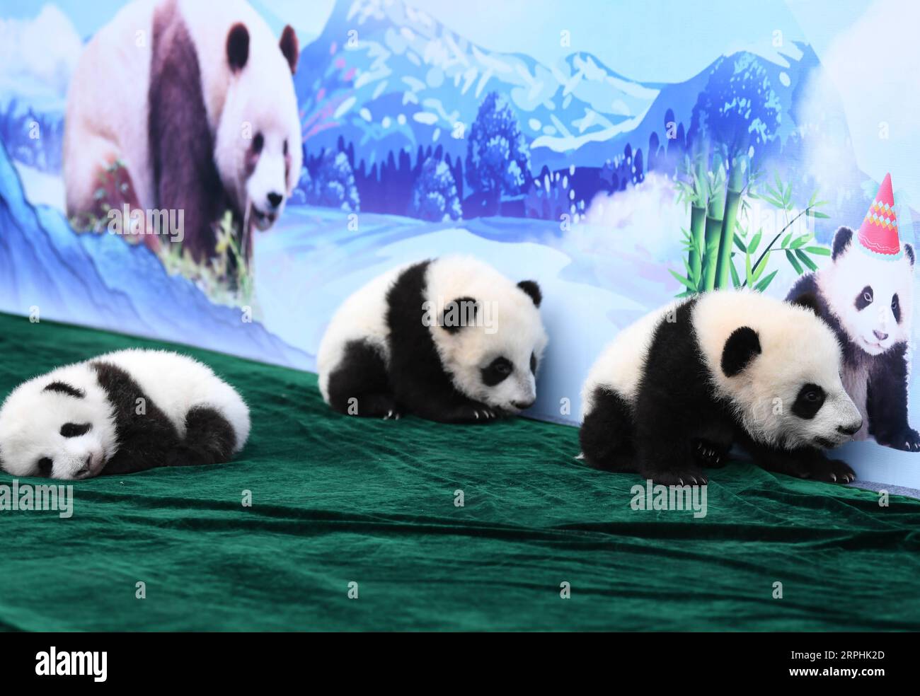 191111 -- XI AN, Nov. 11, 2019 -- Three panda cubs including a pair of twins make their first ...