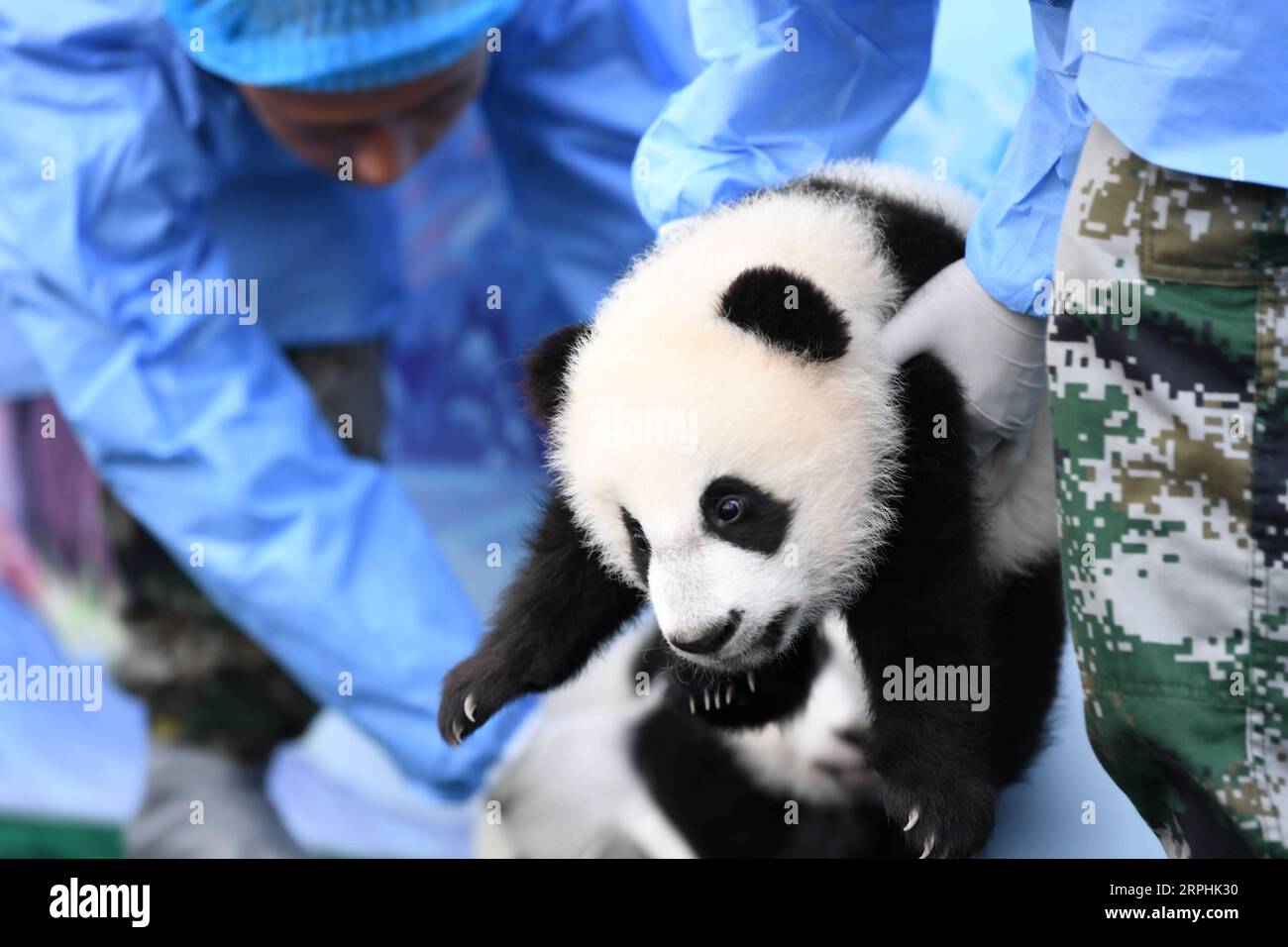 191111 -- XI AN, Nov. 11, 2019 -- Yuan Yuan, one of the twin panda cubs, makes its first ...