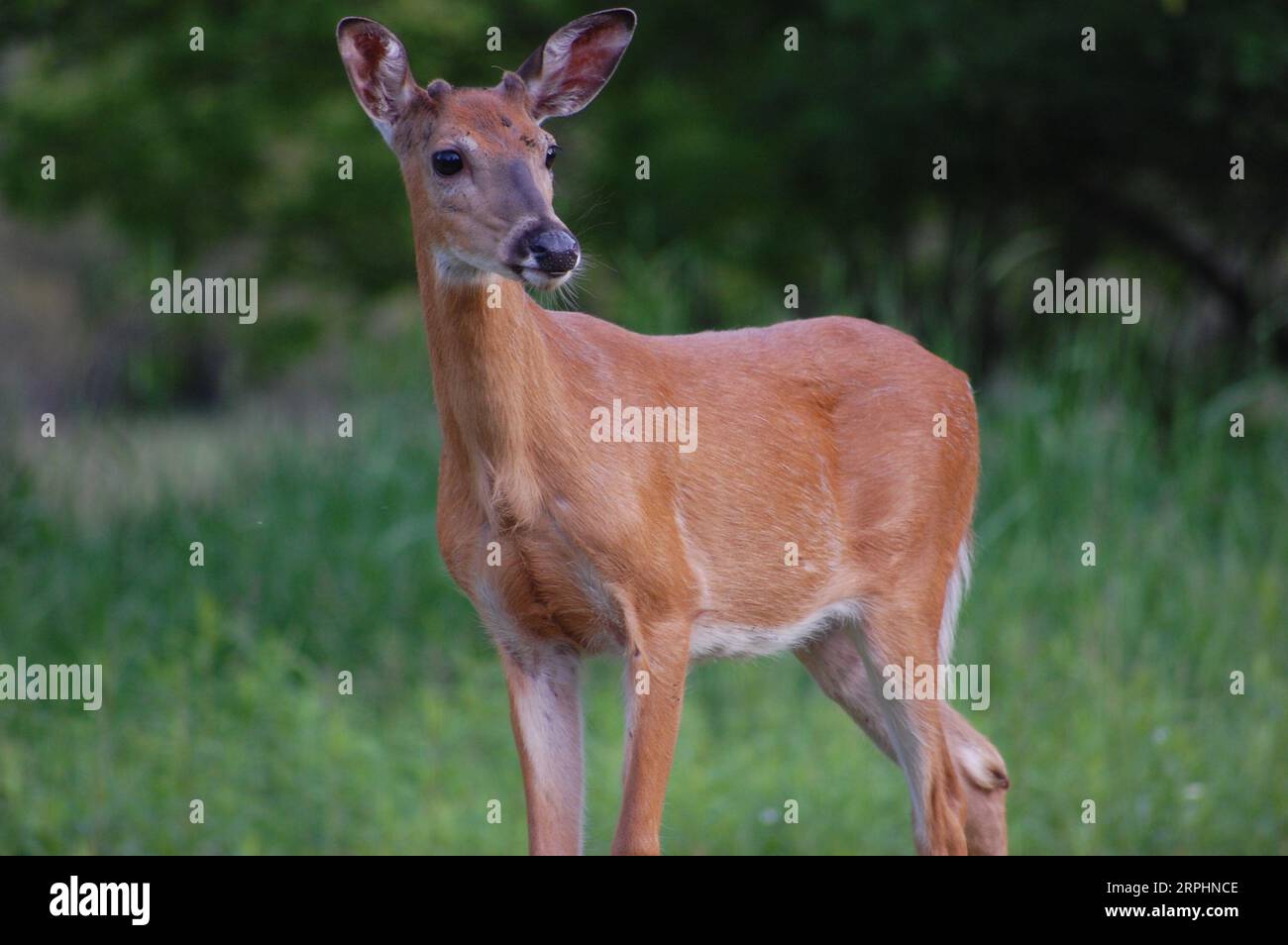 Young Wisconsin Whitetail Deer Buck With Budding Antlers, Glaring to ...