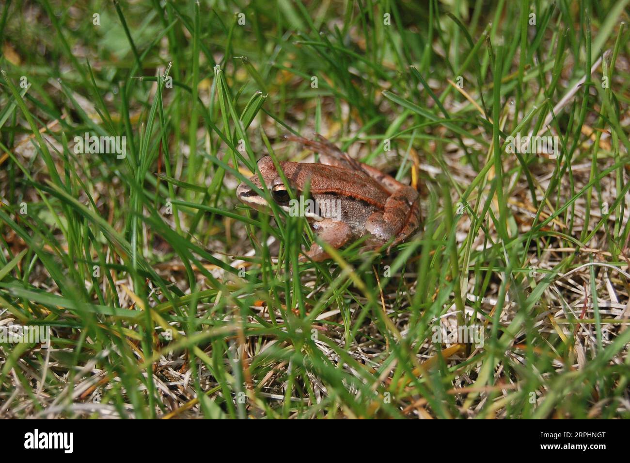 Small lake frog sitting hi-res stock photography and images - Alamy