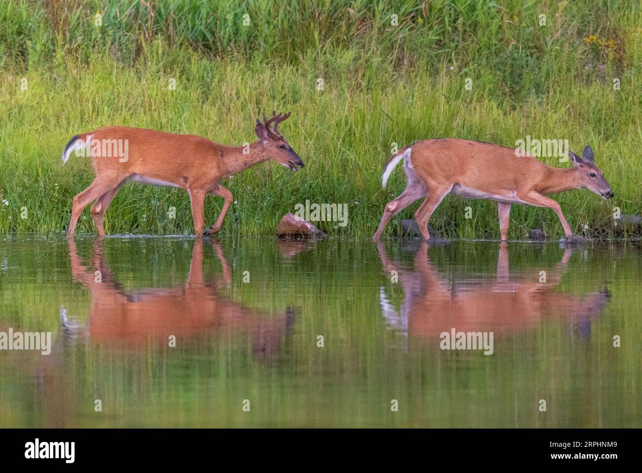 White-tailed buck and doe walking along the shoreline of a wetland in ...