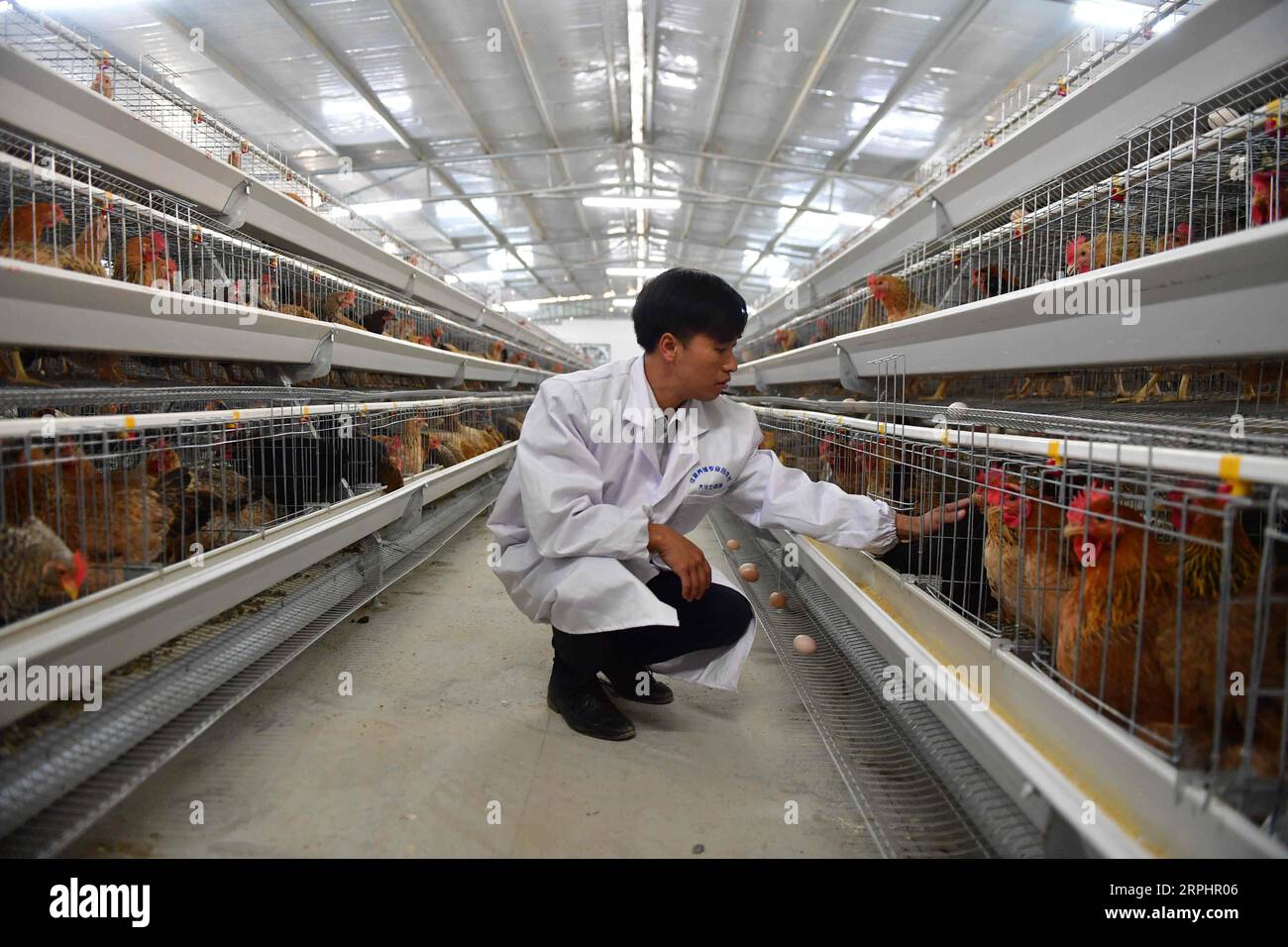 100 percent chicken hi-res stock photography and images - Alamy