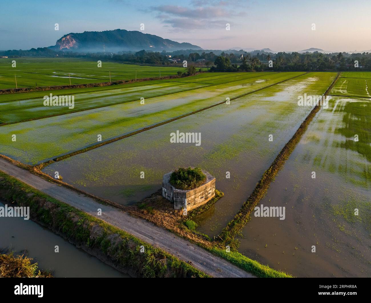 Paddy field during sunrise at Kedah state of Malaysia Stock Photo - Alamy