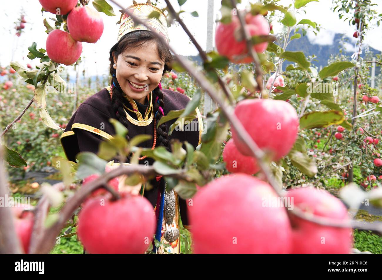 191117 -- LHASA, Nov. 17, 2019 -- A villager picks apples at the ...