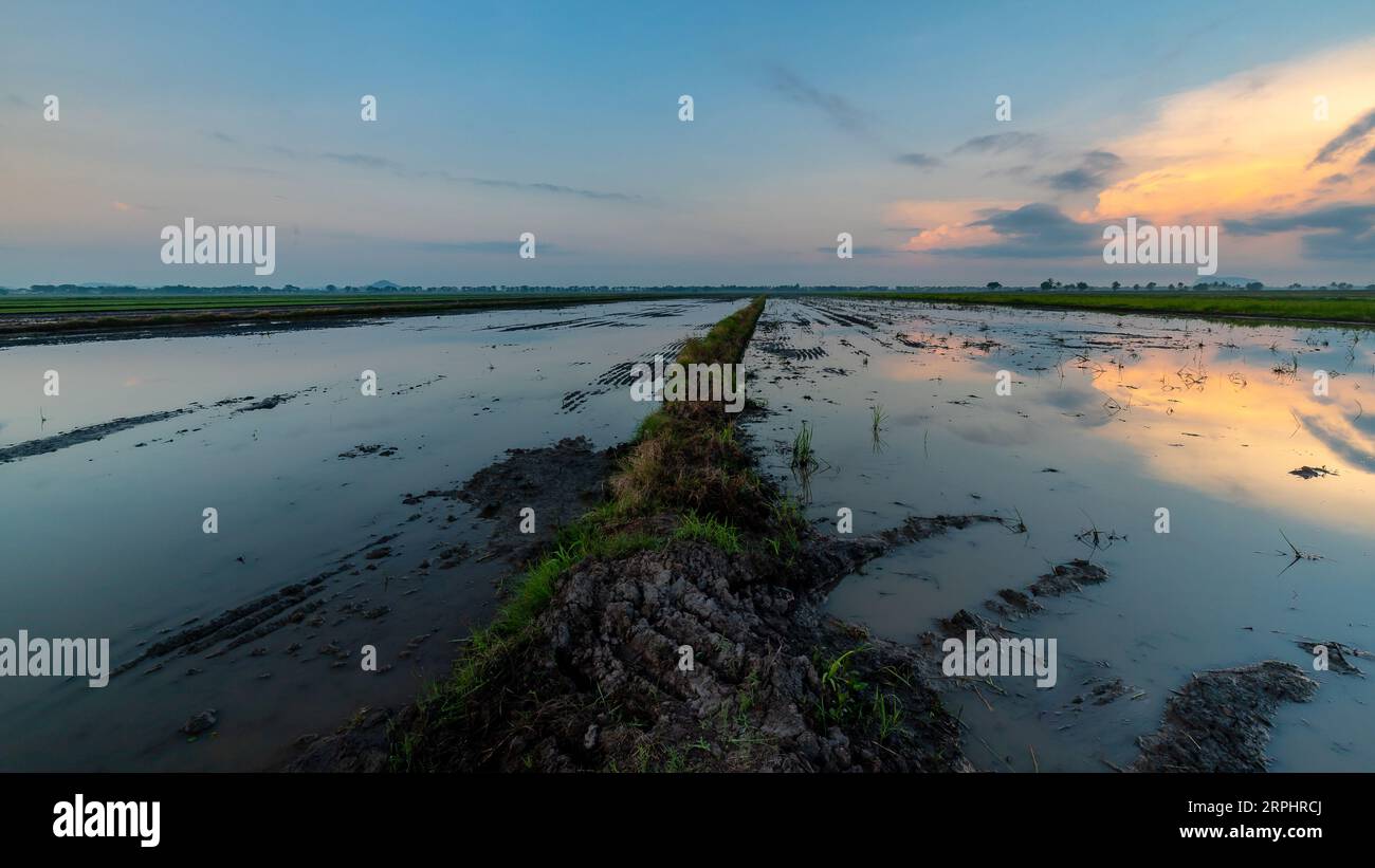 Paddy field during sunrise at Kedah state of Malaysia Stock Photo - Alamy
