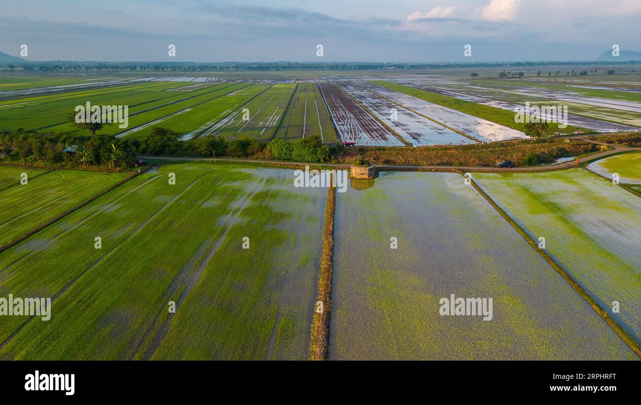 Paddy field during sunrise at Kedah state of Malaysia Stock Photo - Alamy